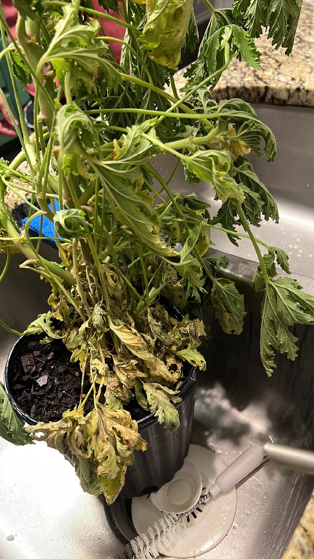 How to Treat Wilting Disease on Rose geranium?