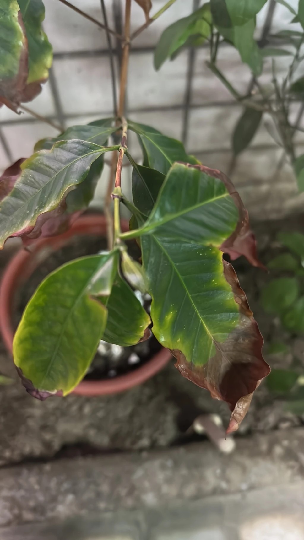 How to Treat Leaf blight Disease on Arabian coffee?