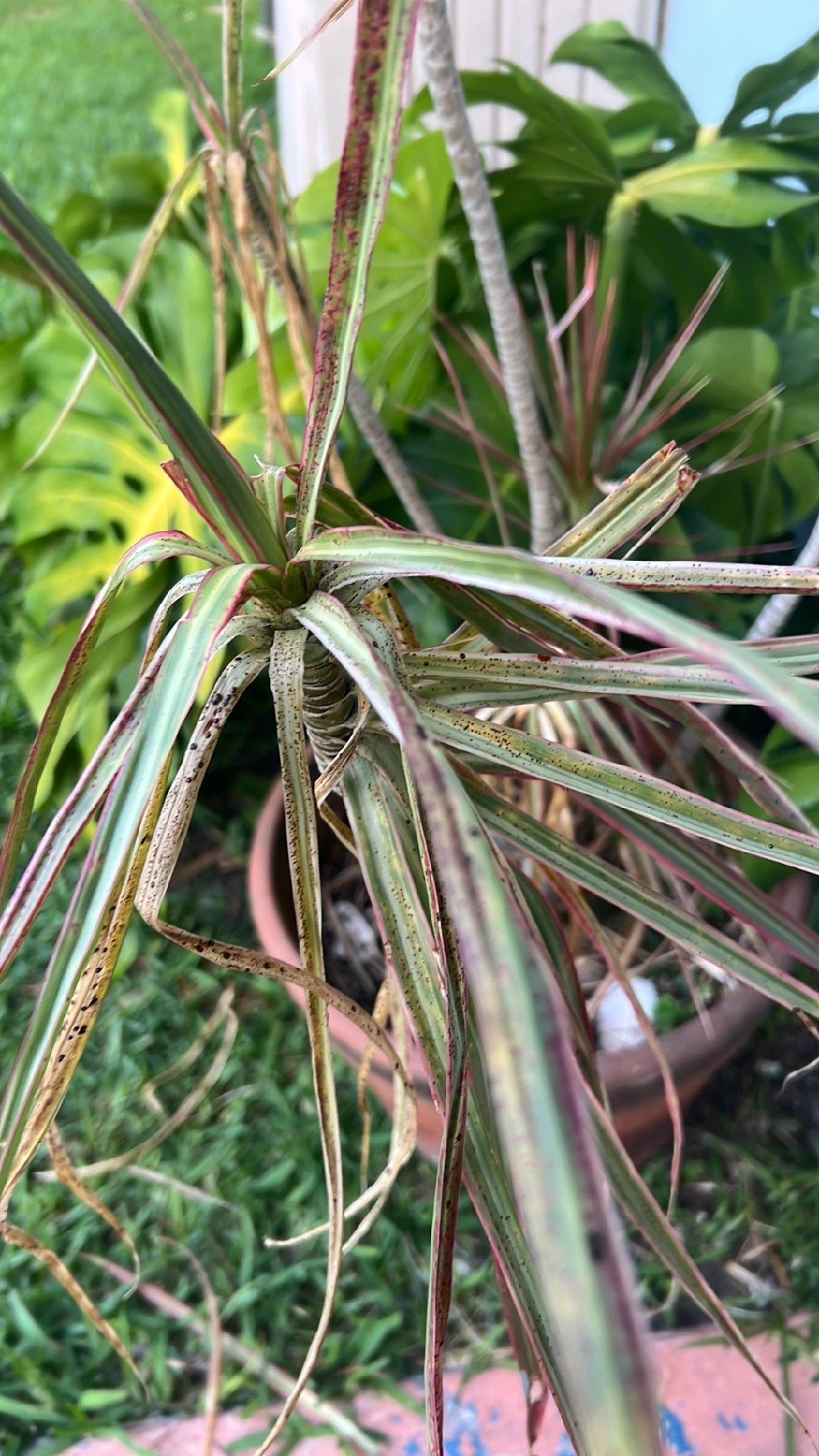 How to Treat Wilting Disease on Madagascar dragon tree?