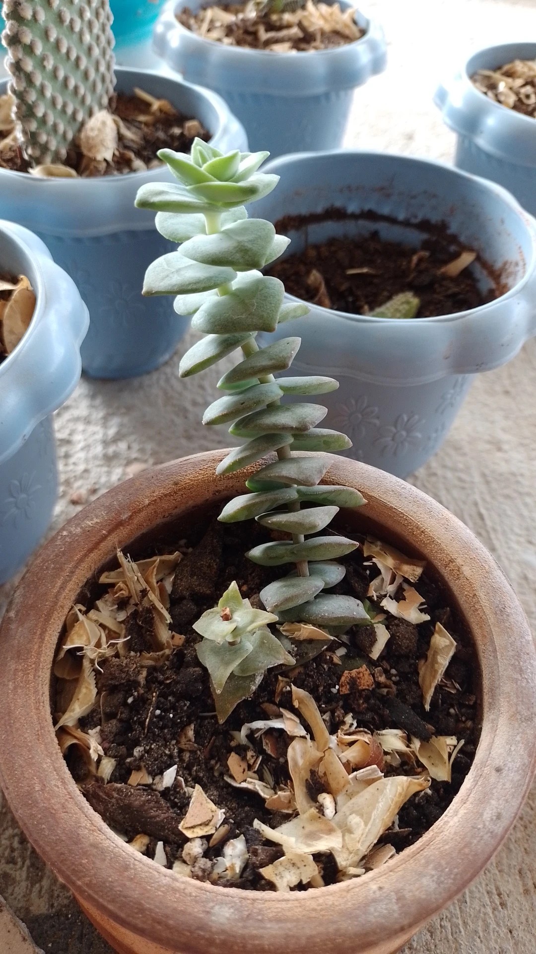 How to Treat Leaf rot Disease on String of buttons?