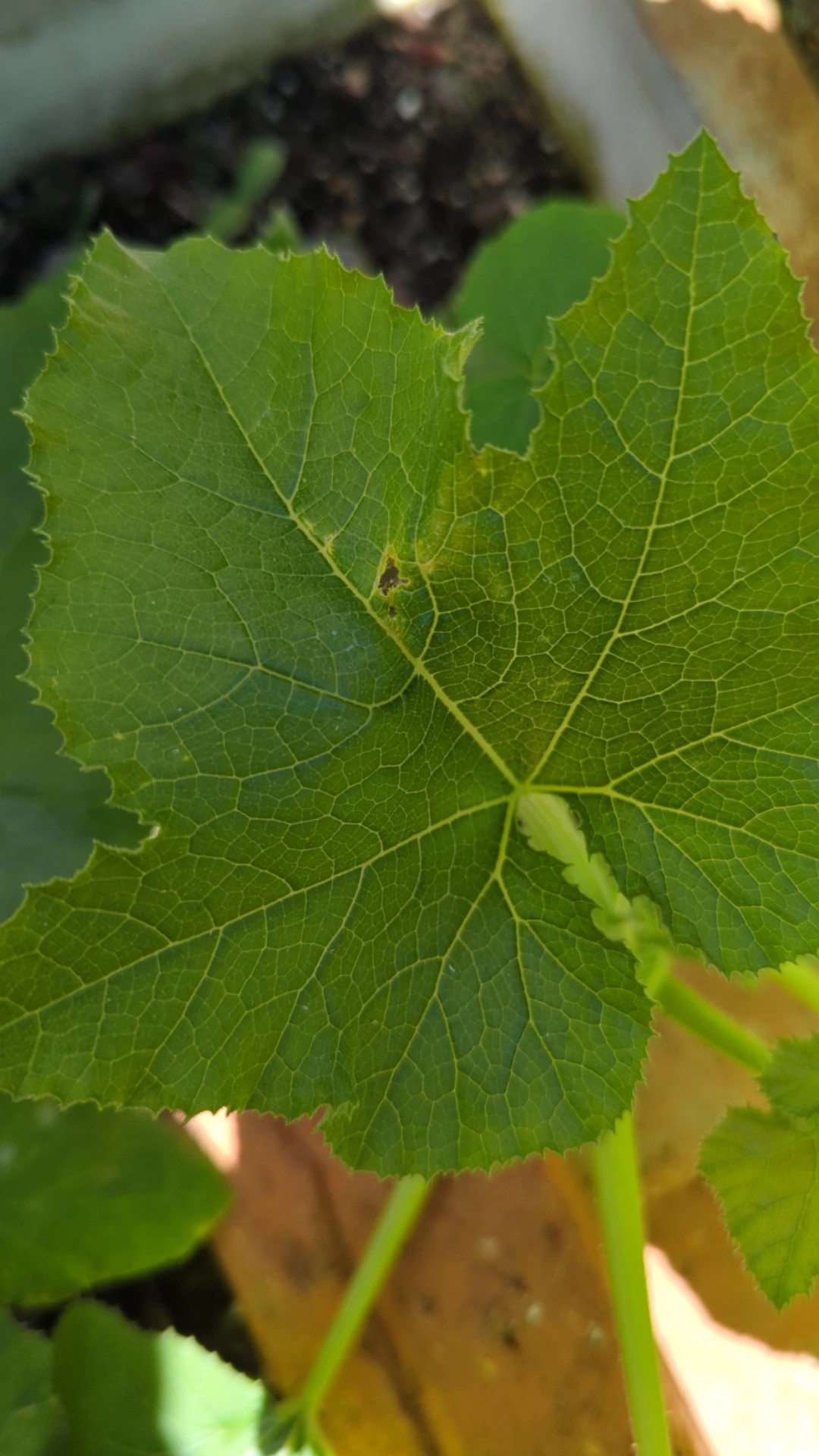 How to Treat Powdery mildew Disease on Field pumpkin?