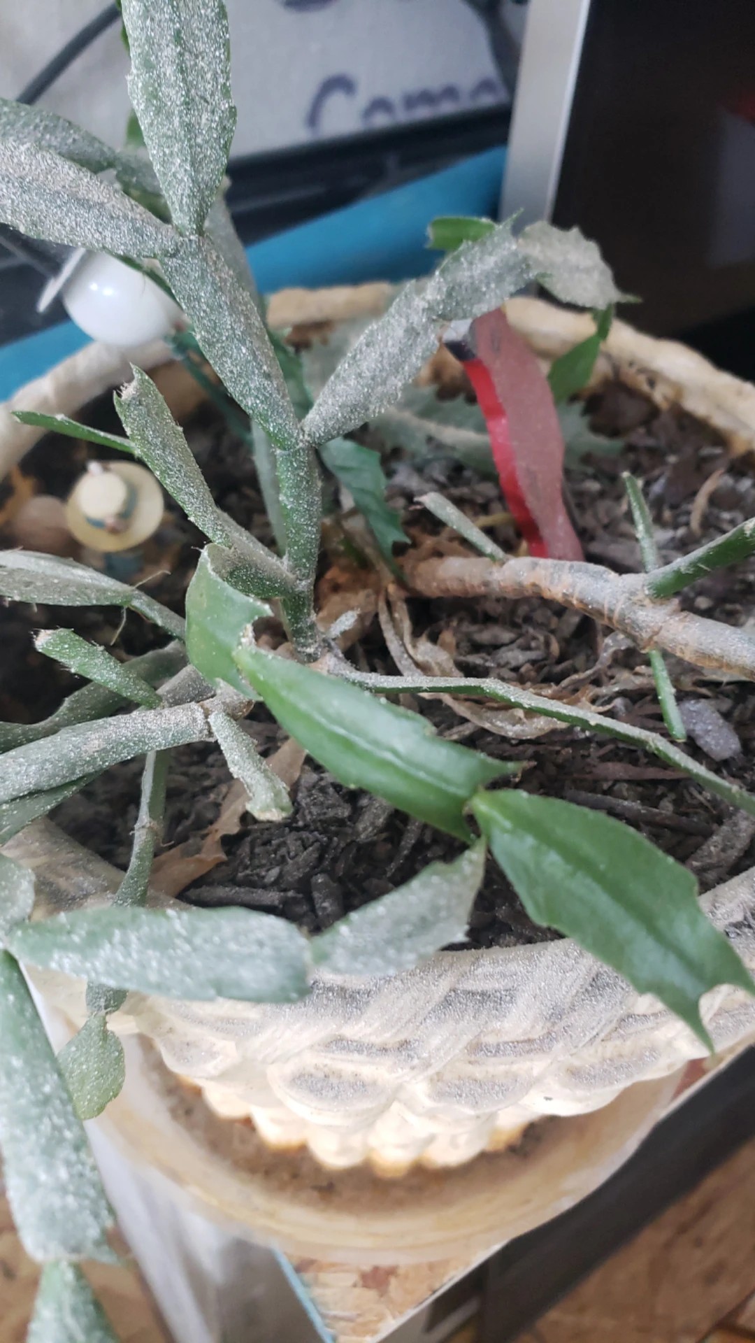 How to Treat Thrips Disease on False christmas cactus?