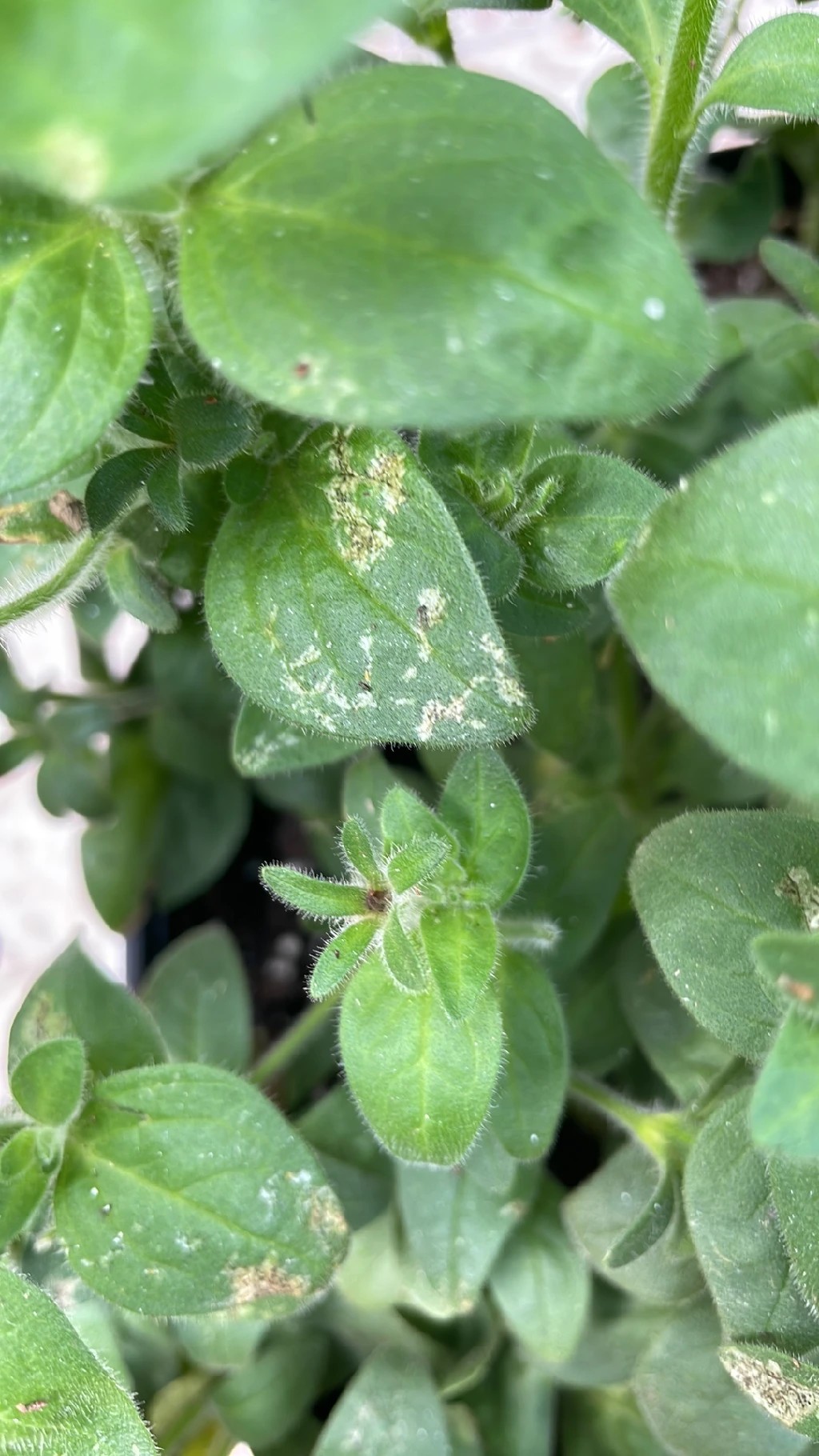 How to Treat Thrips Disease on Garden petunia?