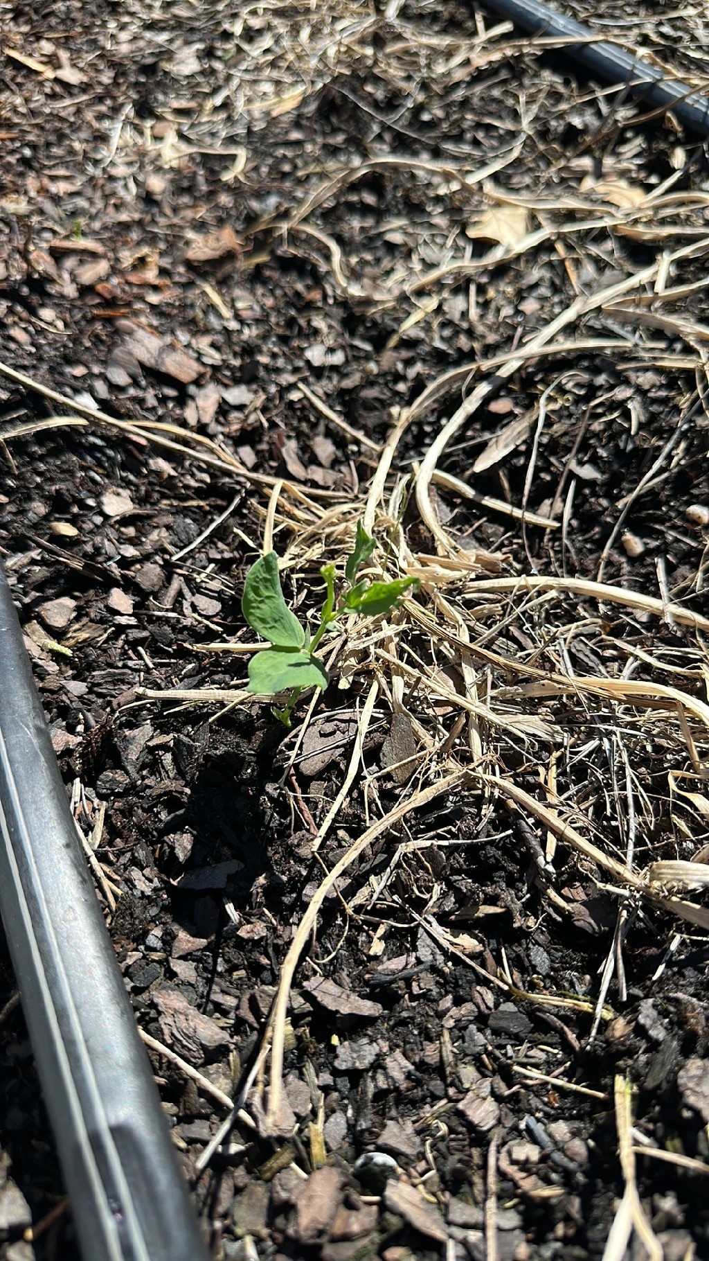 How to Treat Leaf rot Disease on Garden pea?