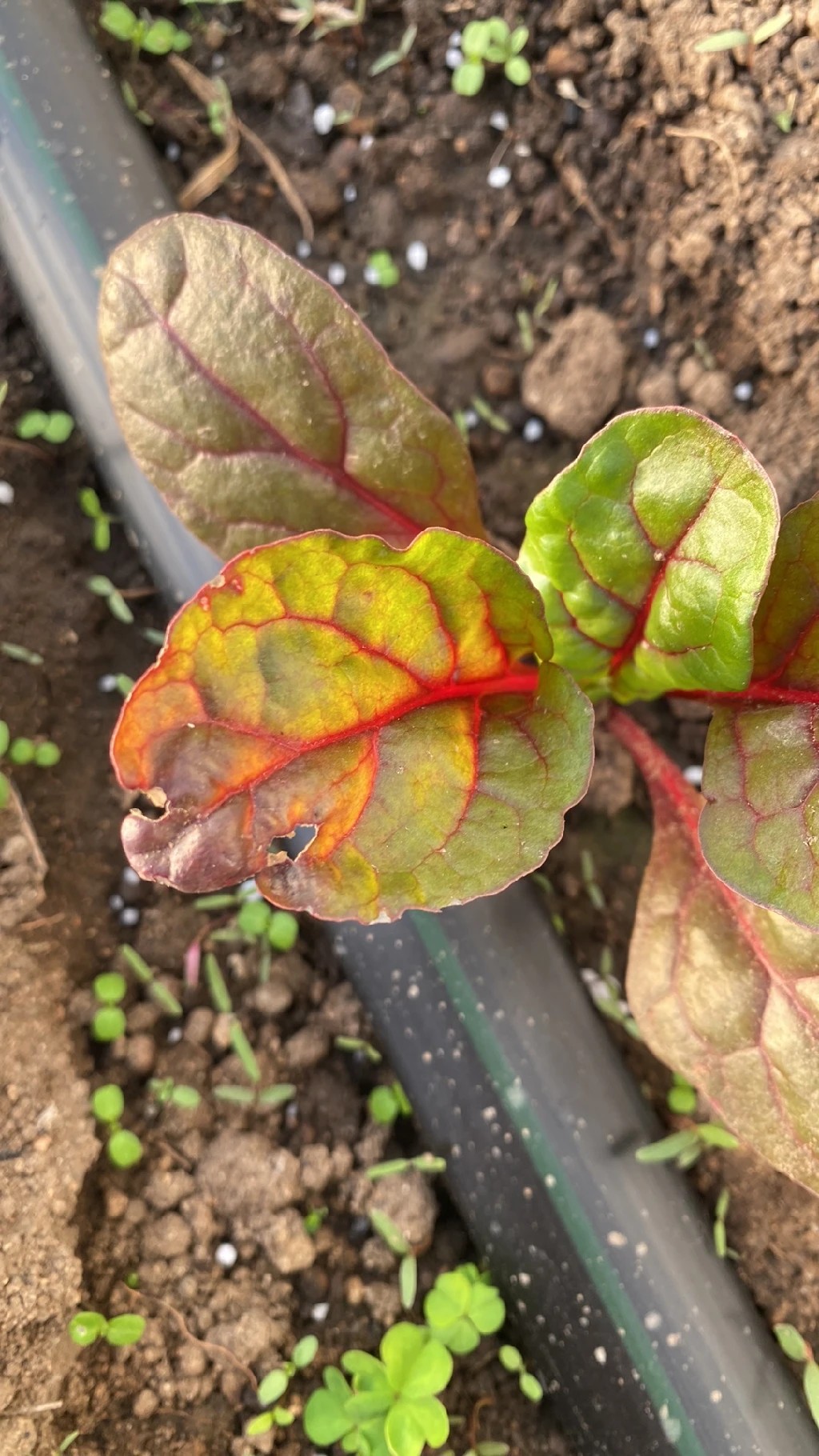 Comment traiter la maladie La pourriture des feuilles pour Betterave