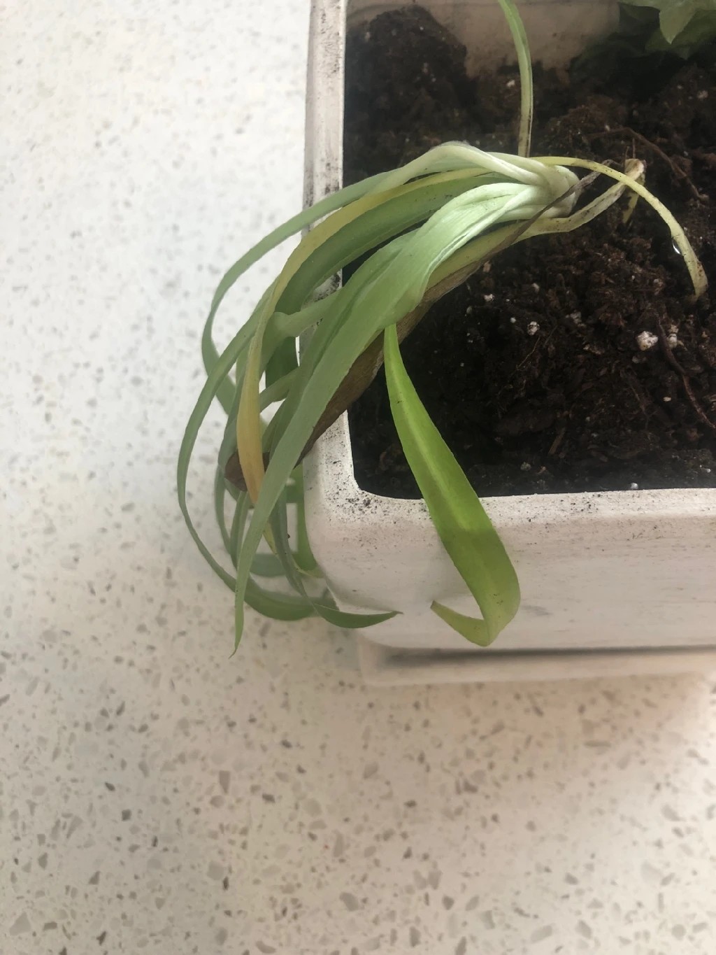 What Causes Spider Plant To Wilt at Zoe Lovekin blog