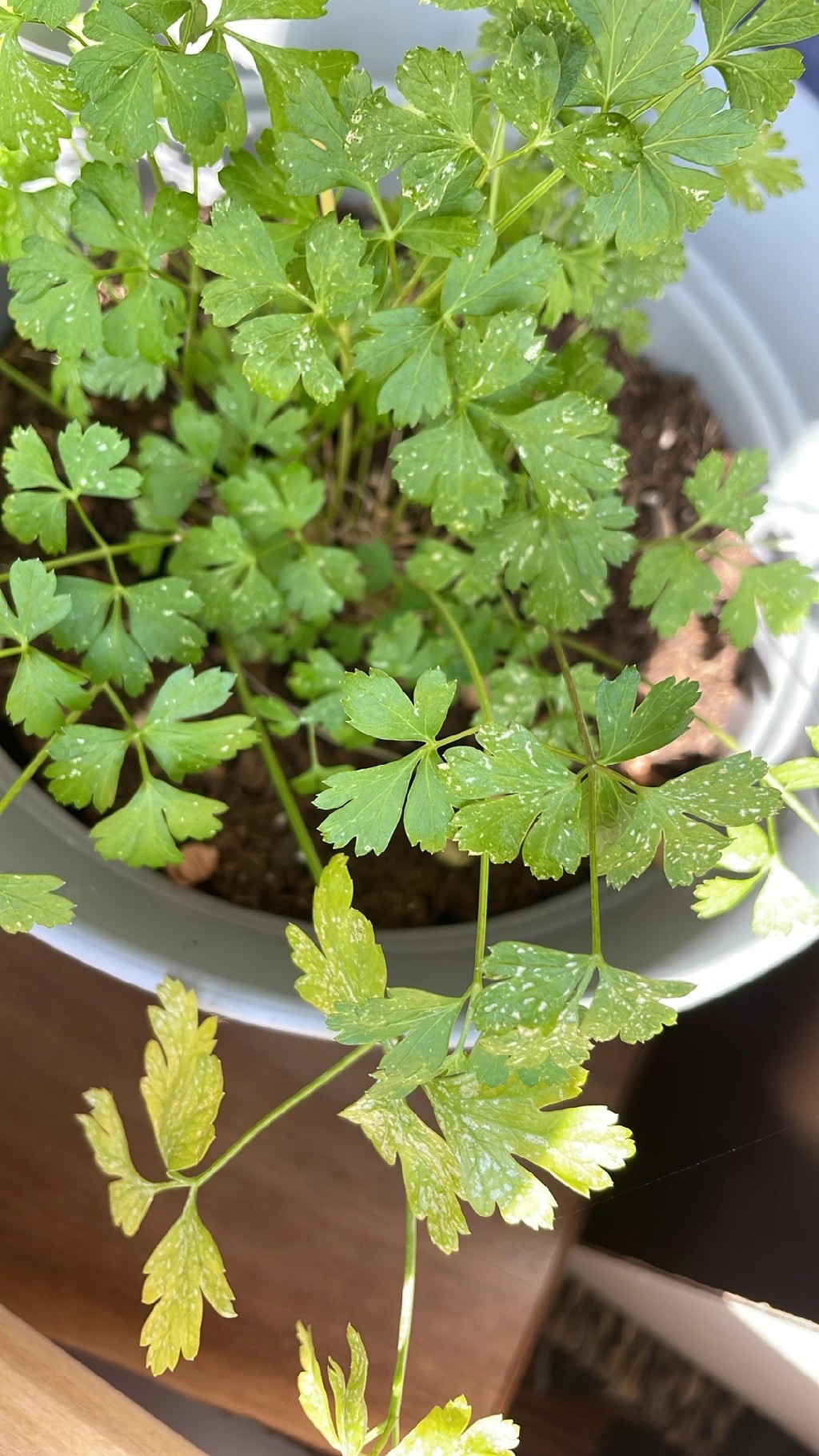 Trips disease in plants | Insiderpuj.com