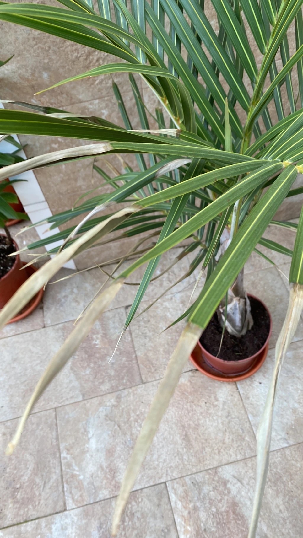 How to Treat Leaf blight Disease on Canary island date palm?