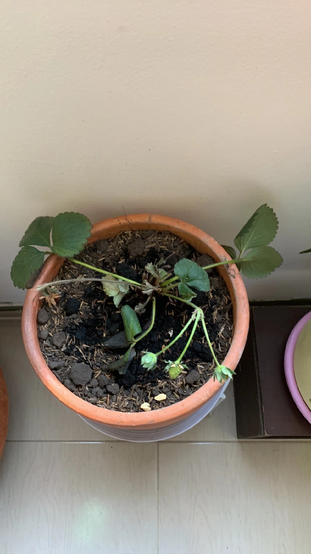 How to Treat Wilting Disease on Woodland strawberry?