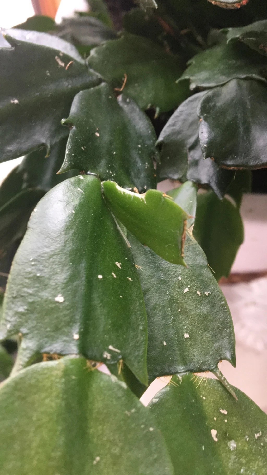 How to Treat Thrips Disease on False christmas cactus?