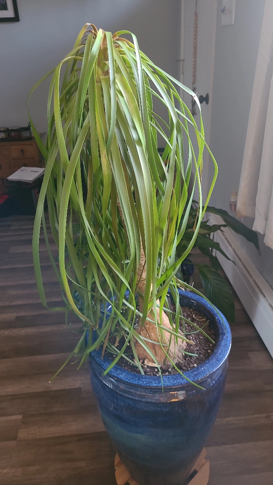 How to Treat Leaf rot Disease on Ponytail palm?