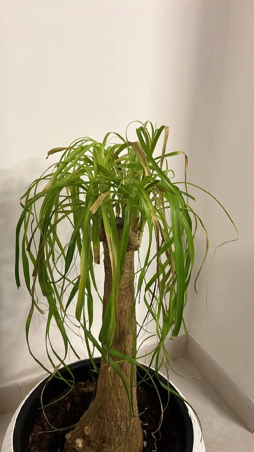 How to Treat Leaf rot Disease on Ponytail palm?