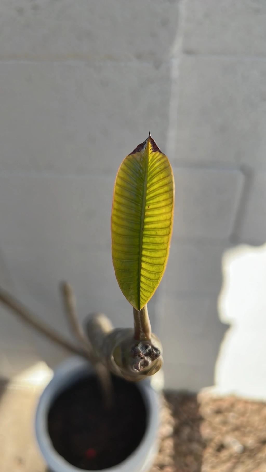 How to Treat Brown blotch Disease on Red frangipani?