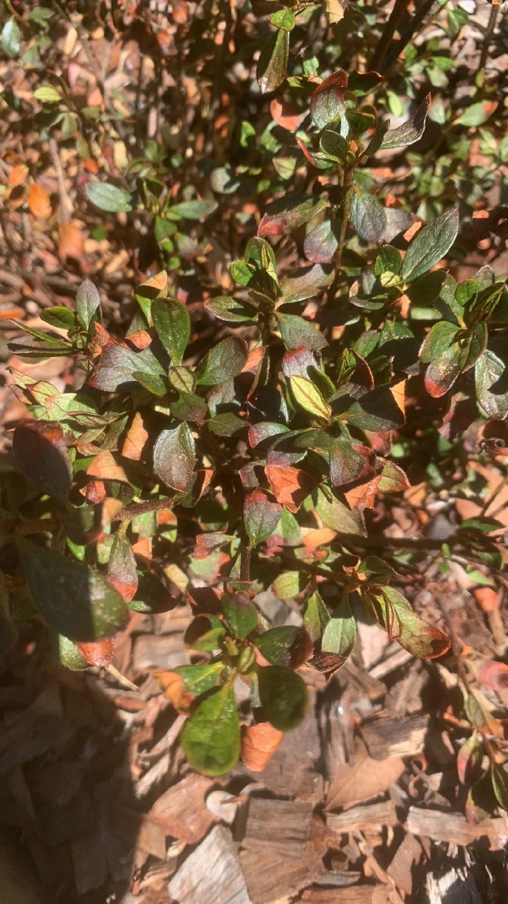 How to Treat Leaf blight Disease on Evergreen azalea?