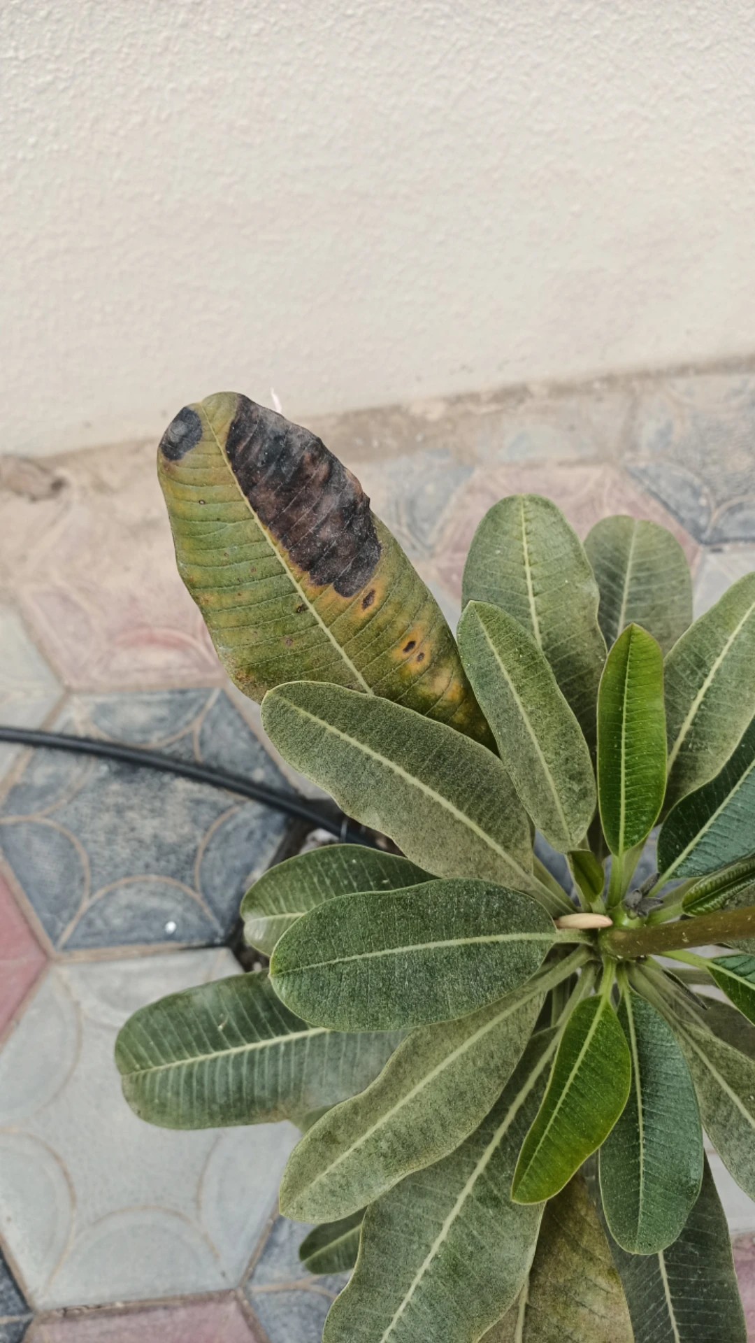 How to Treat Brown blotch Disease on Red frangipani?