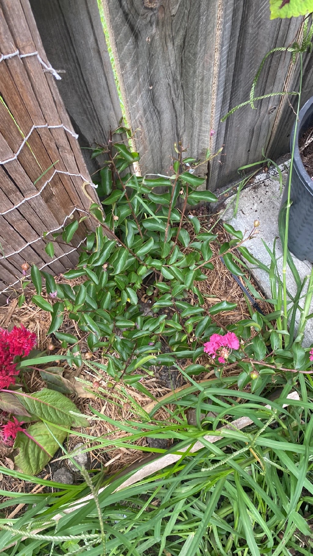 How to Treat Wilting Disease on Crepe myrtle?