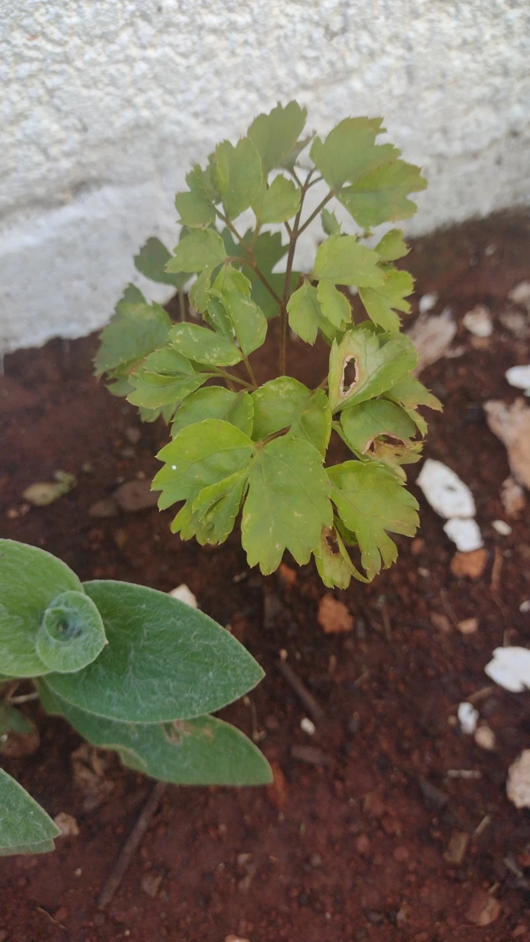 How to Treat Leaf rot Disease on Geranium aralia?
