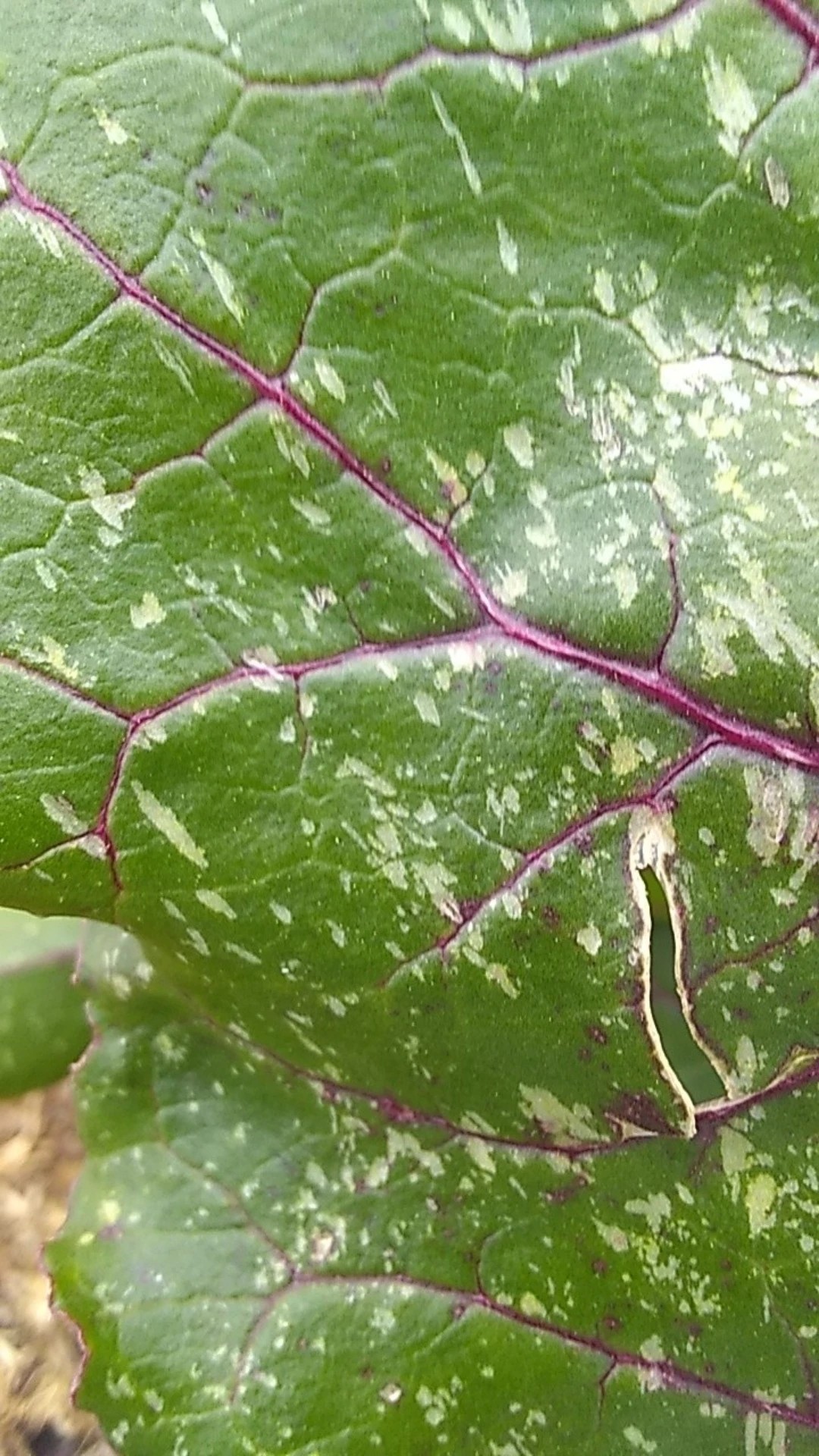 How to Treat Leaf miners Disease on Beet?