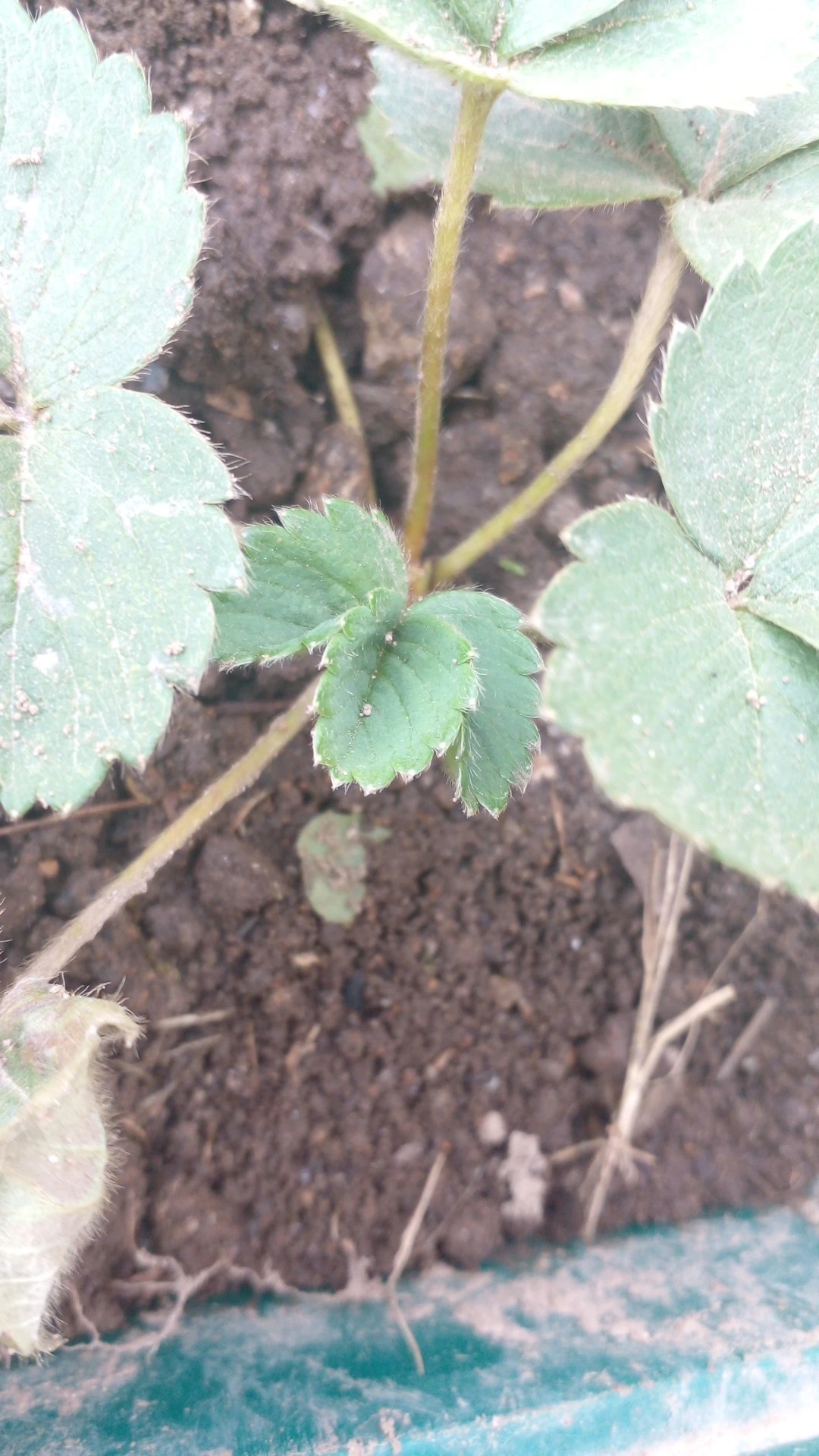 How to Treat Leaf rot Disease on Strawberry?
