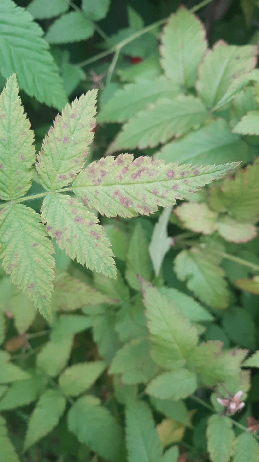 How to Treat Brown blotch Disease on Red raspberry?