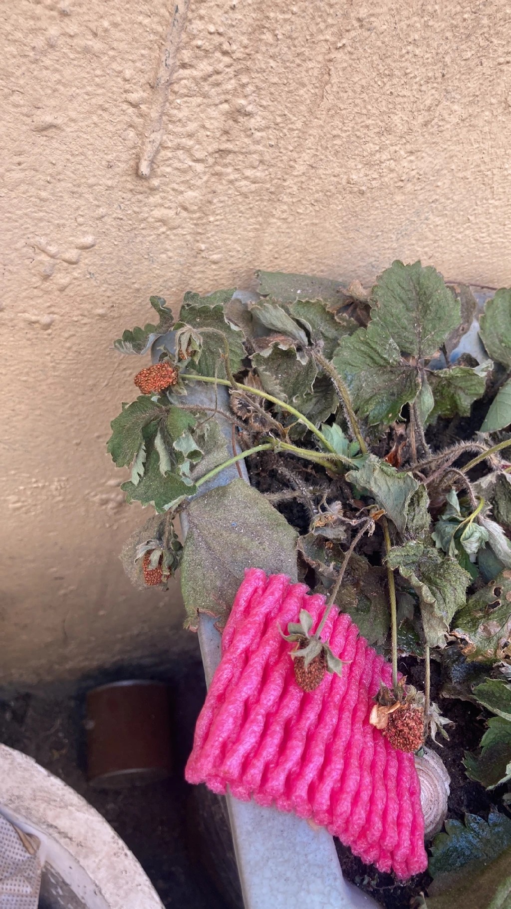 How to Treat Wilting Disease on Woodland strawberry?