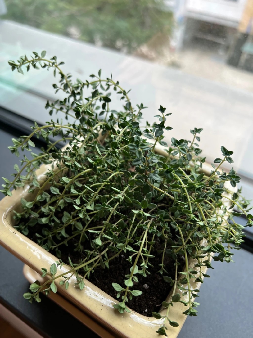 How to Treat Wilting Disease on Garden thyme?