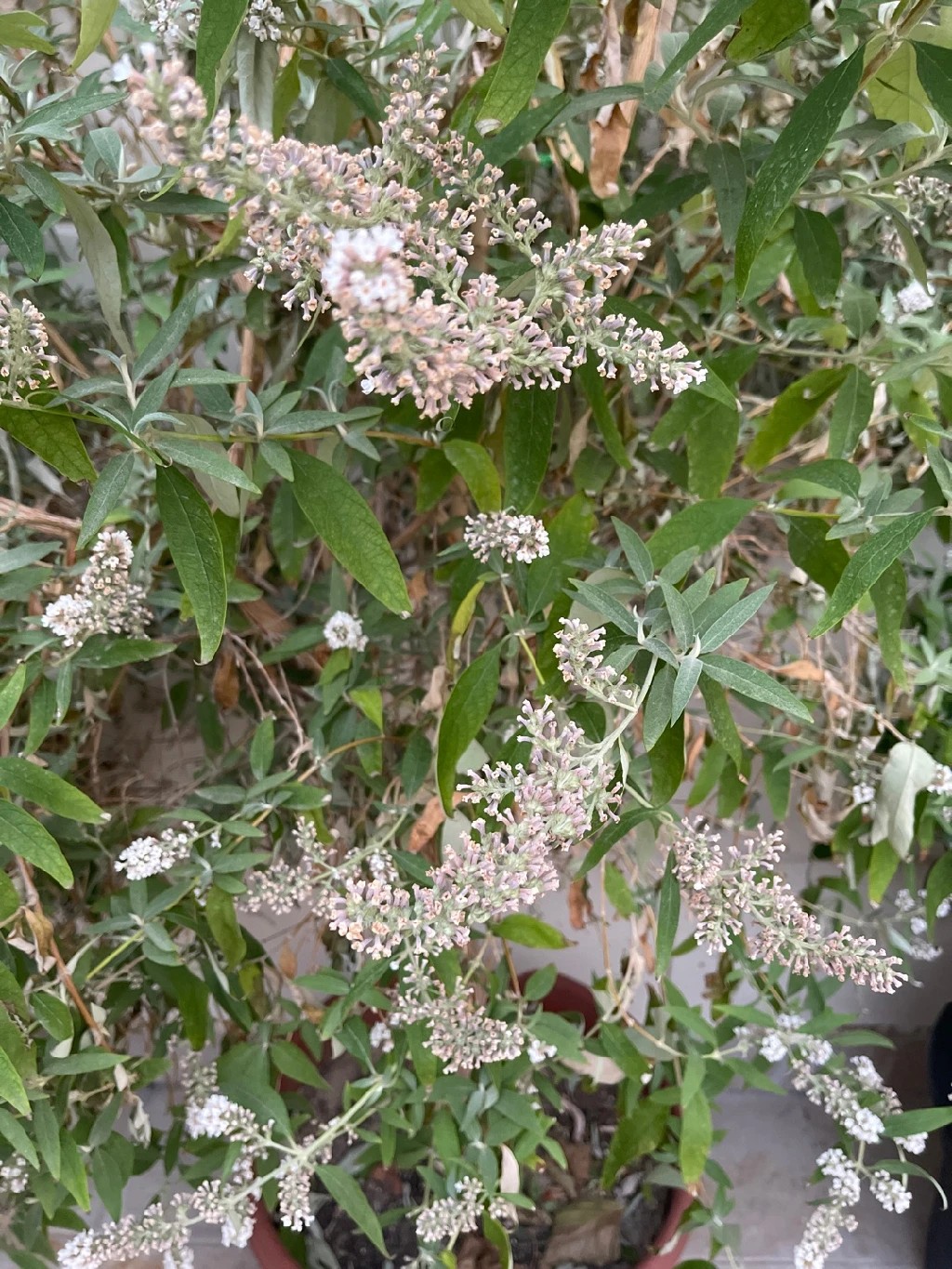 How to Treat Wilting Disease on Butterfly bush?