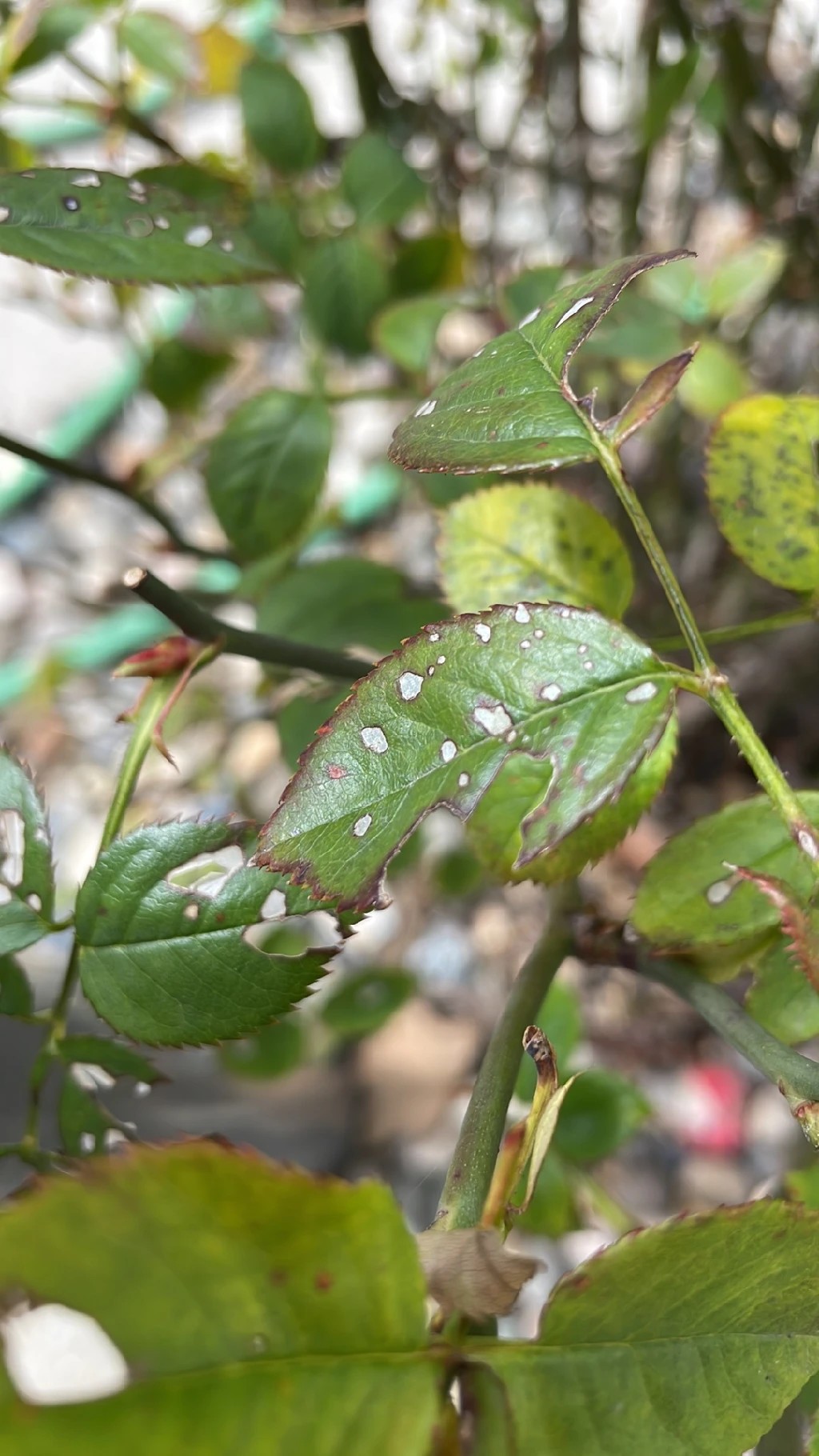 Comment traiter la maladie Chenilles pour Rosier de chine