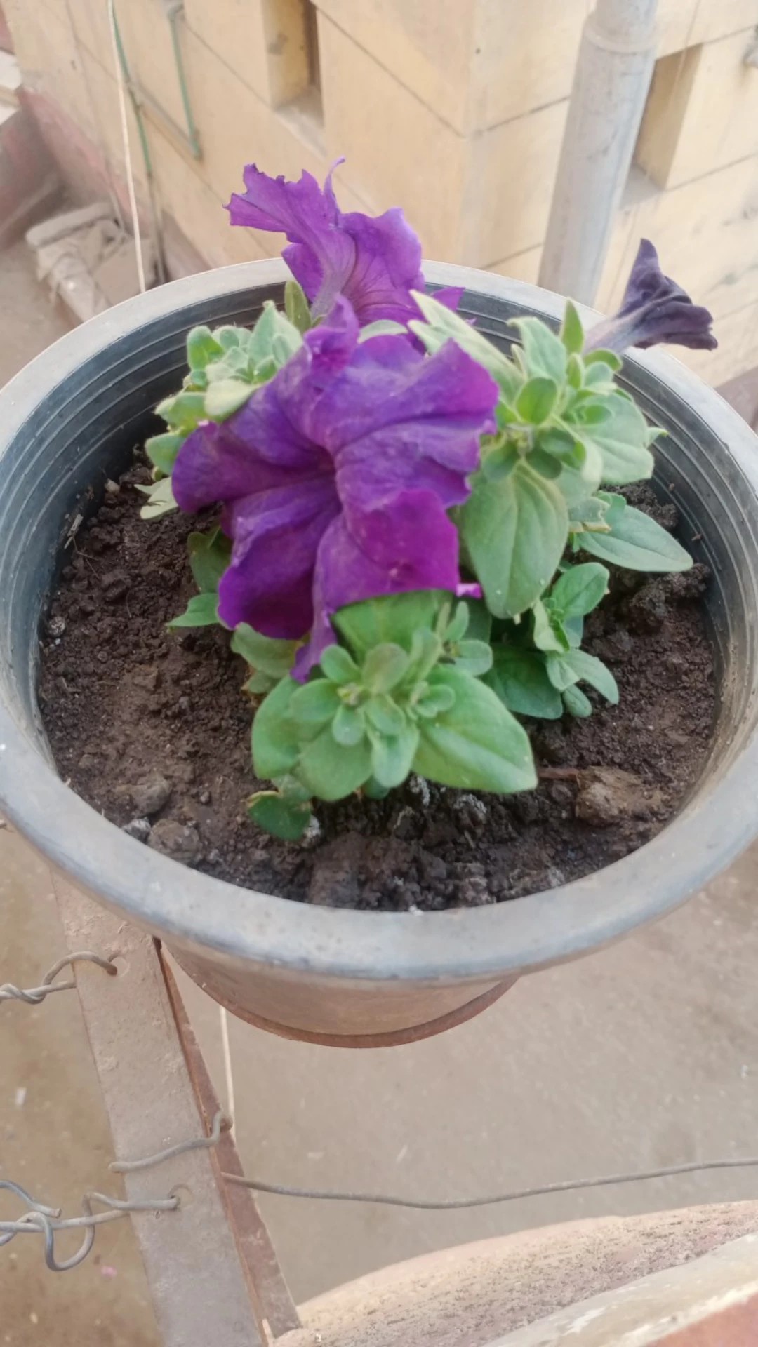How to Treat Caterpillars Disease on Garden petunia?