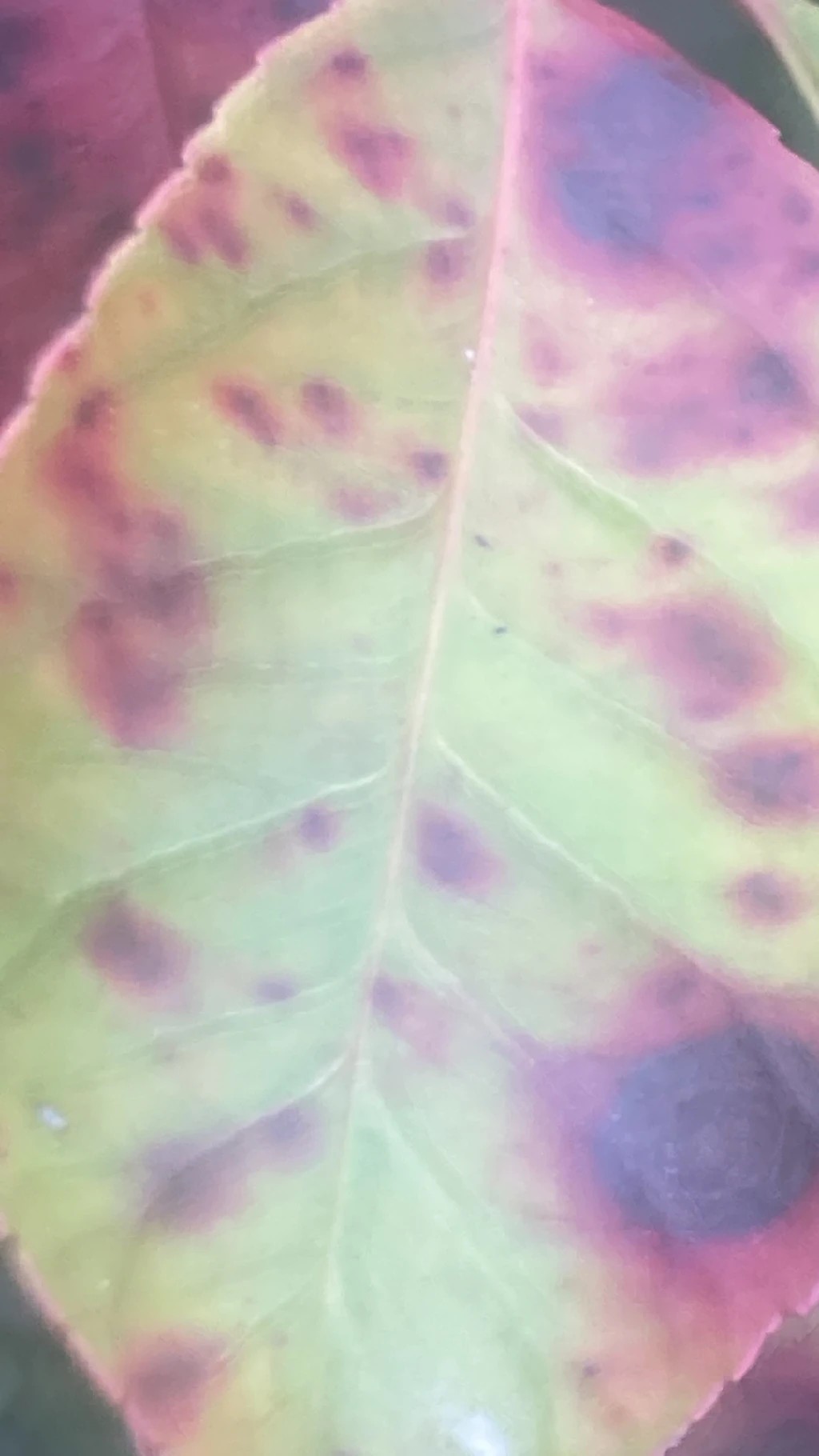 How to Treat Brown blotch Disease on Geranium aralia?