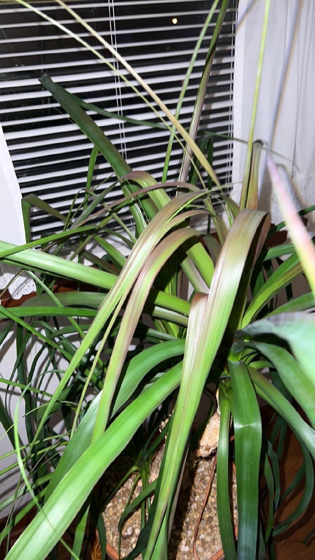 How to Treat Leaf rot Disease on Ponytail palm?
