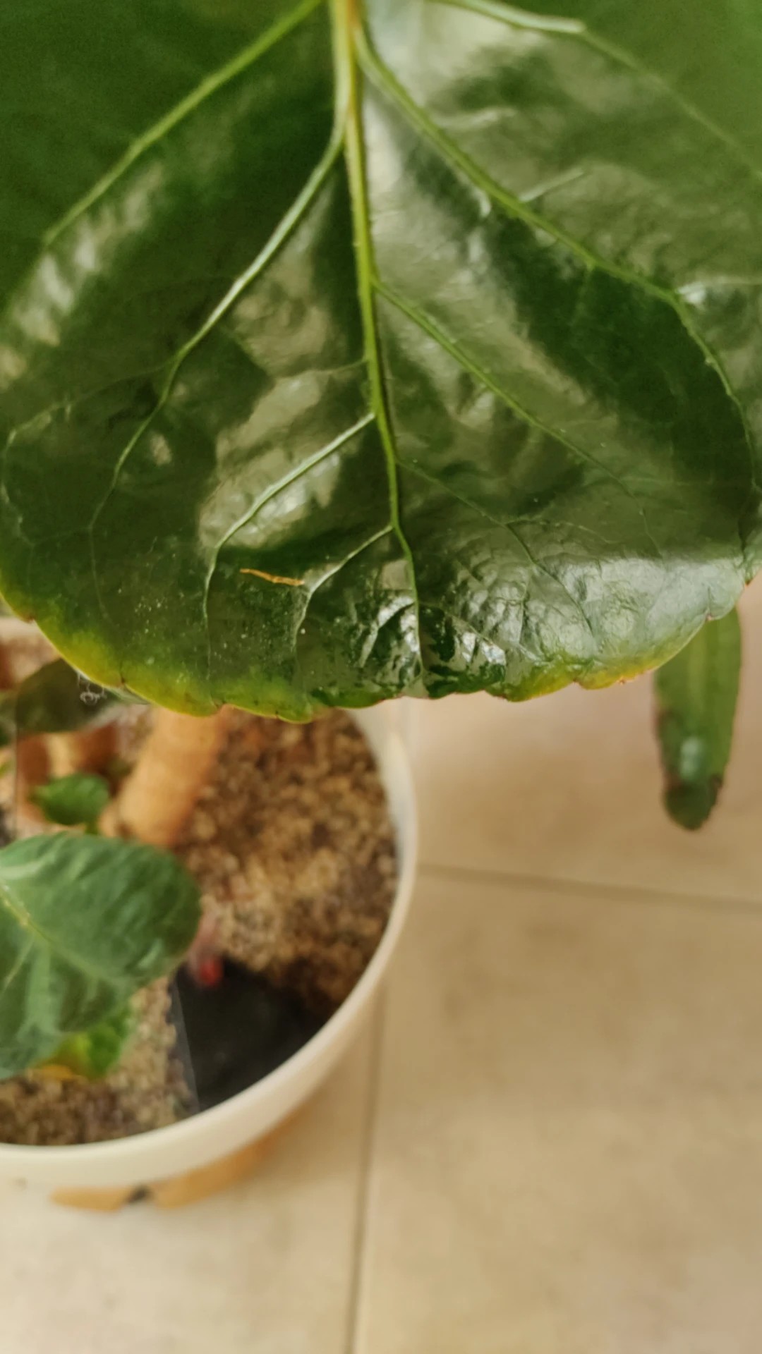 How to Treat Brown blotch Disease on Geranium aralia?