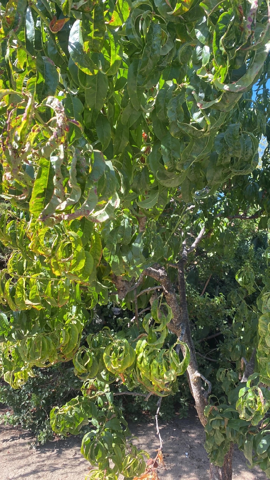 ¿Cómo tratar la enfermedad Cloca en Melocotonero?