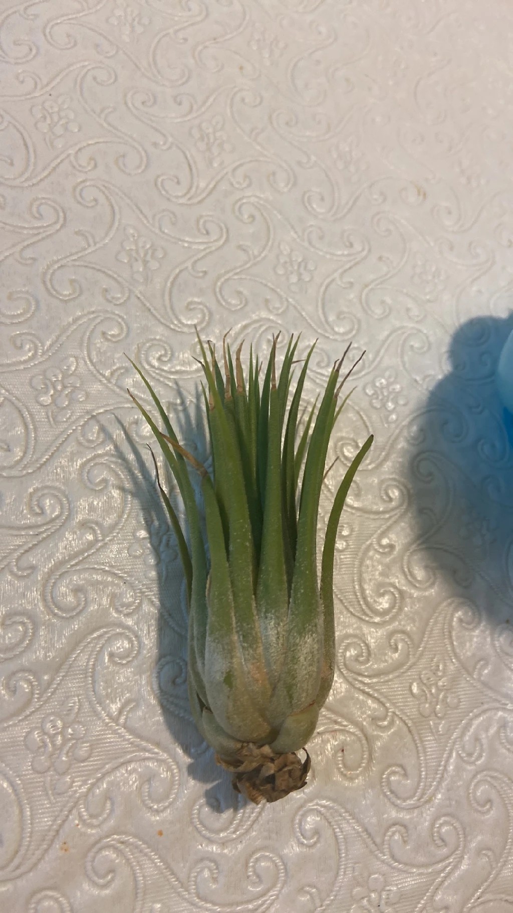 ¿Cómo tratar la enfermedad Quemaduras en las hojas en Gallito?