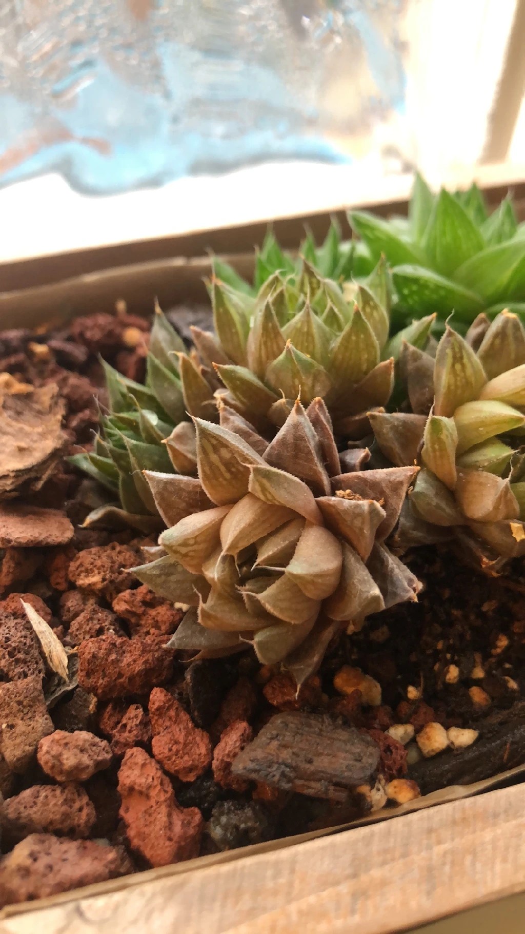 How to Treat Soft Rot Disease on Cathedral window haworthia?