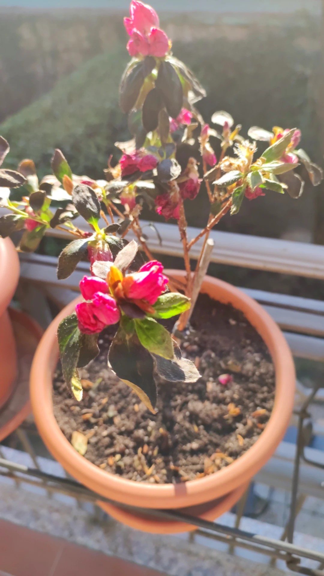 How to Treat Leaf blight Disease on Evergreen azalea?