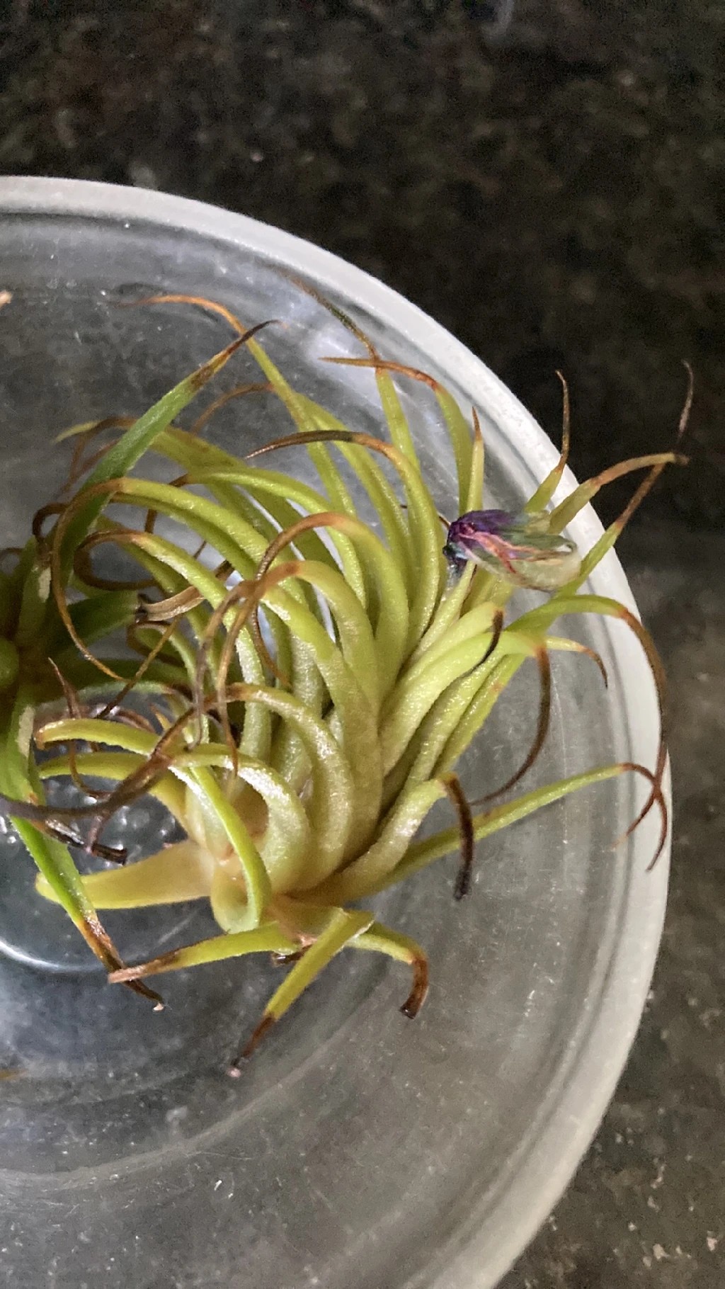 ¿Cómo tratar la enfermedad Quemaduras en las hojas en Gallito?