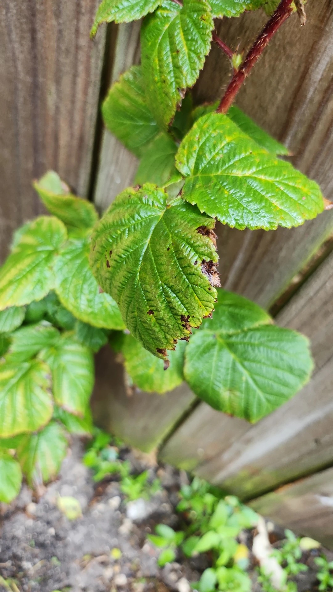 How to Treat Brown blotch Disease on Red raspberry?
