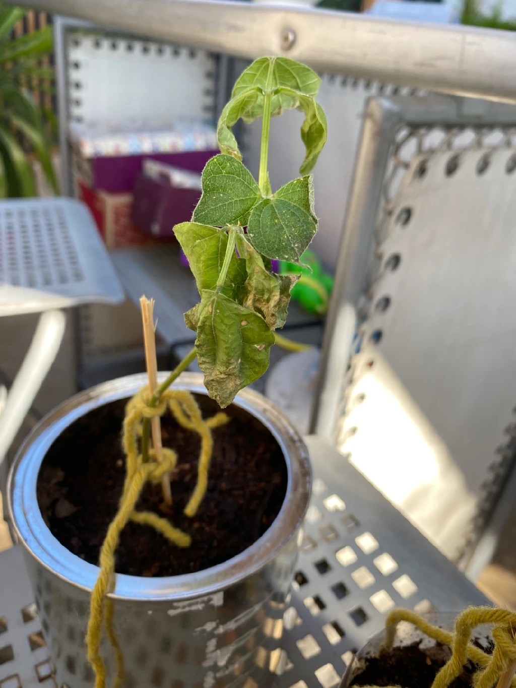 How to Treat Wilting Disease on Common bean?