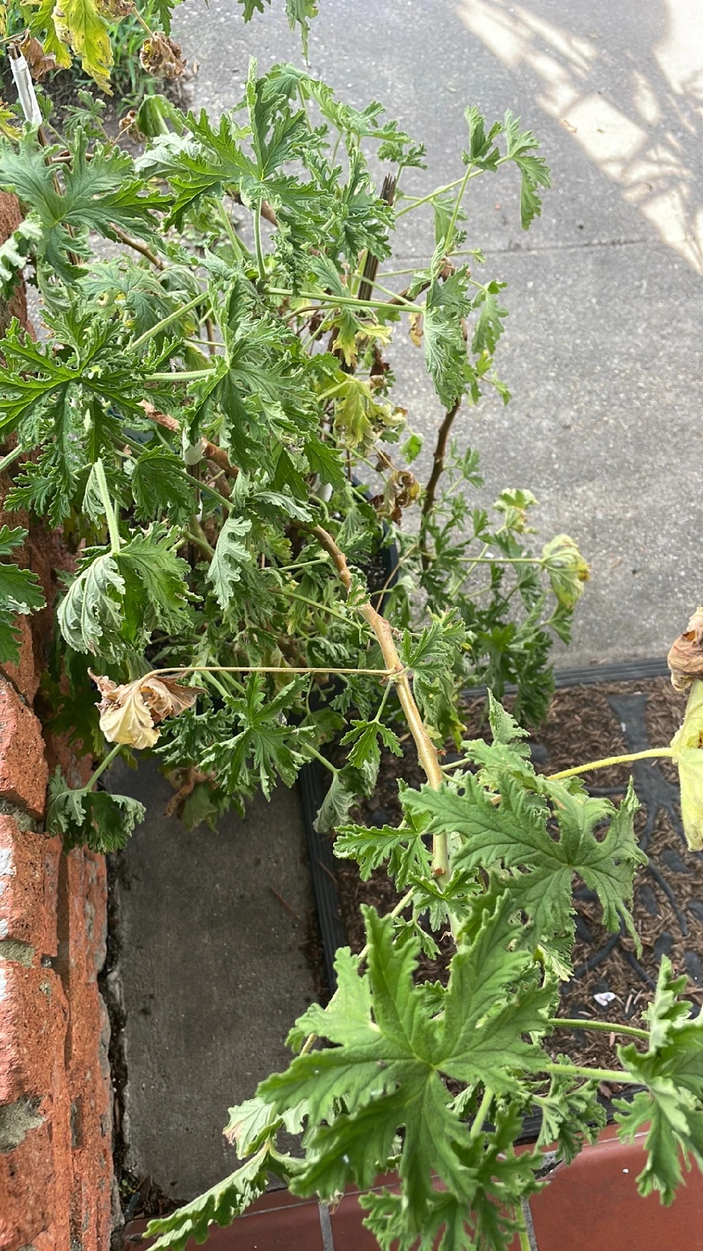 How to Treat Wilting Disease on Rose geranium?