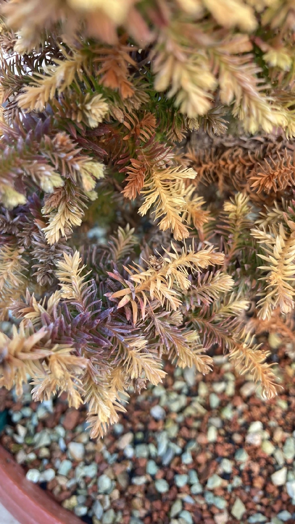 How to Treat Dieback Disease on Japanese red cedar?