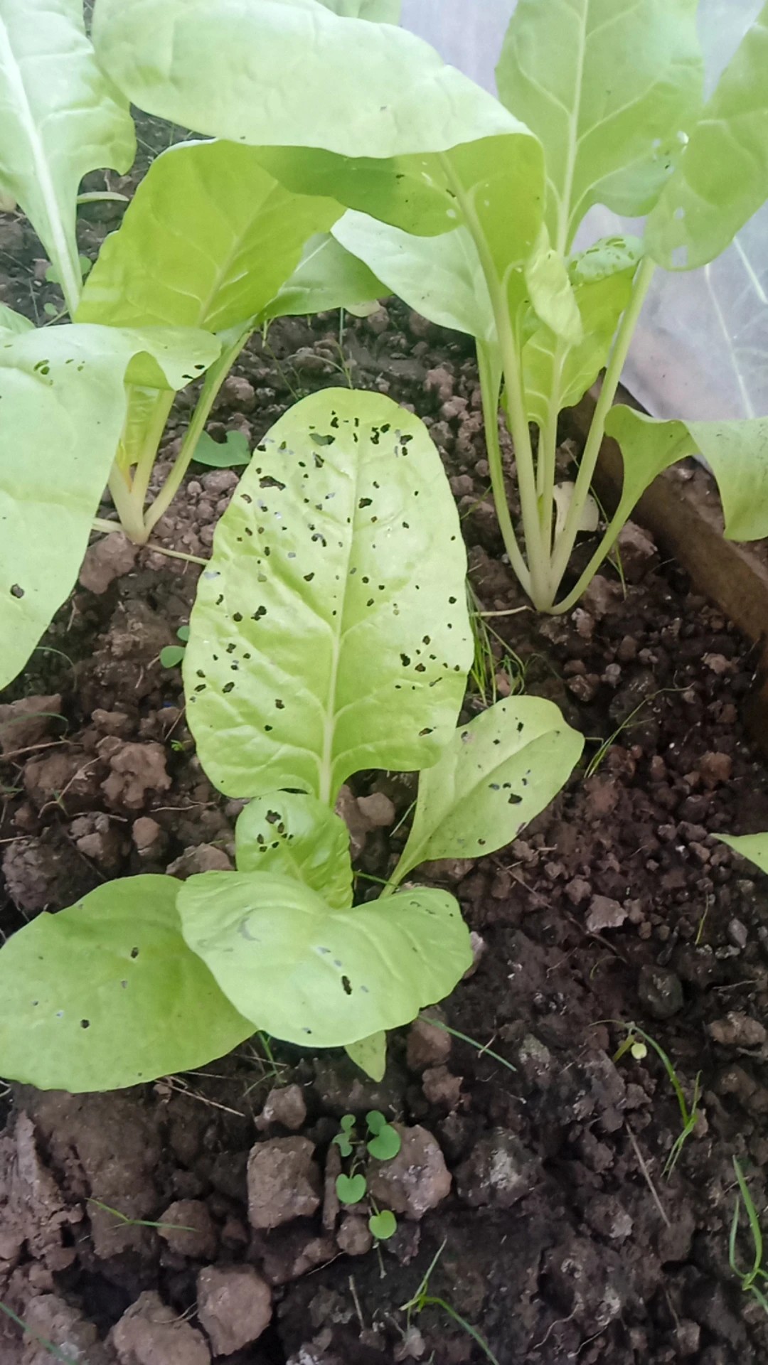 Comment traiter la maladie La pourriture des feuilles pour Betterave