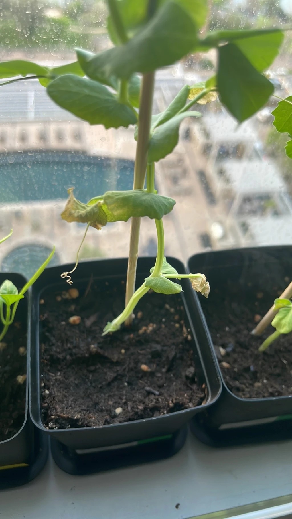 How to Treat Leaf rot Disease on Garden pea?