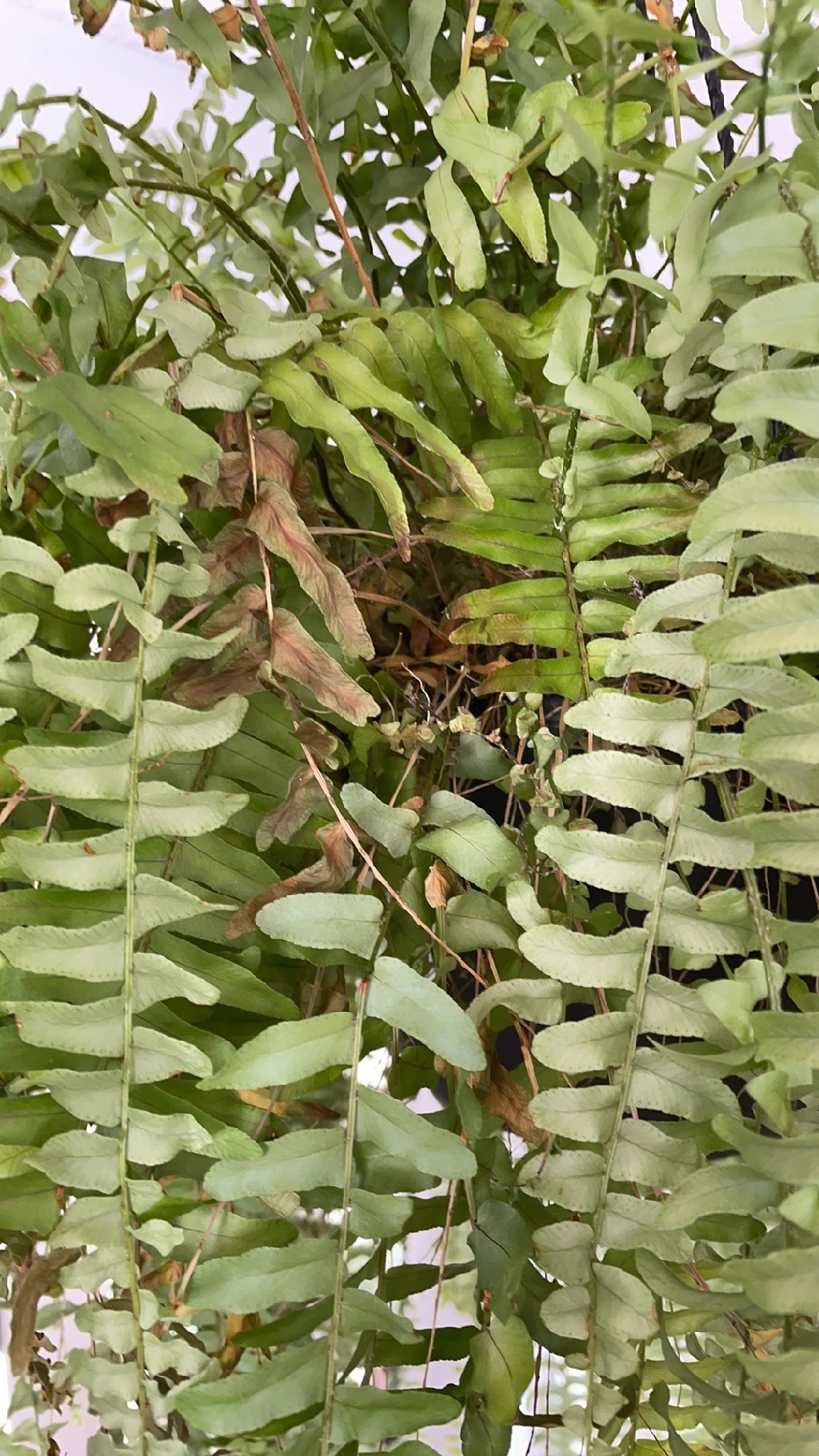 How to Treat Leaf rot Disease on Tuberous sword fern?