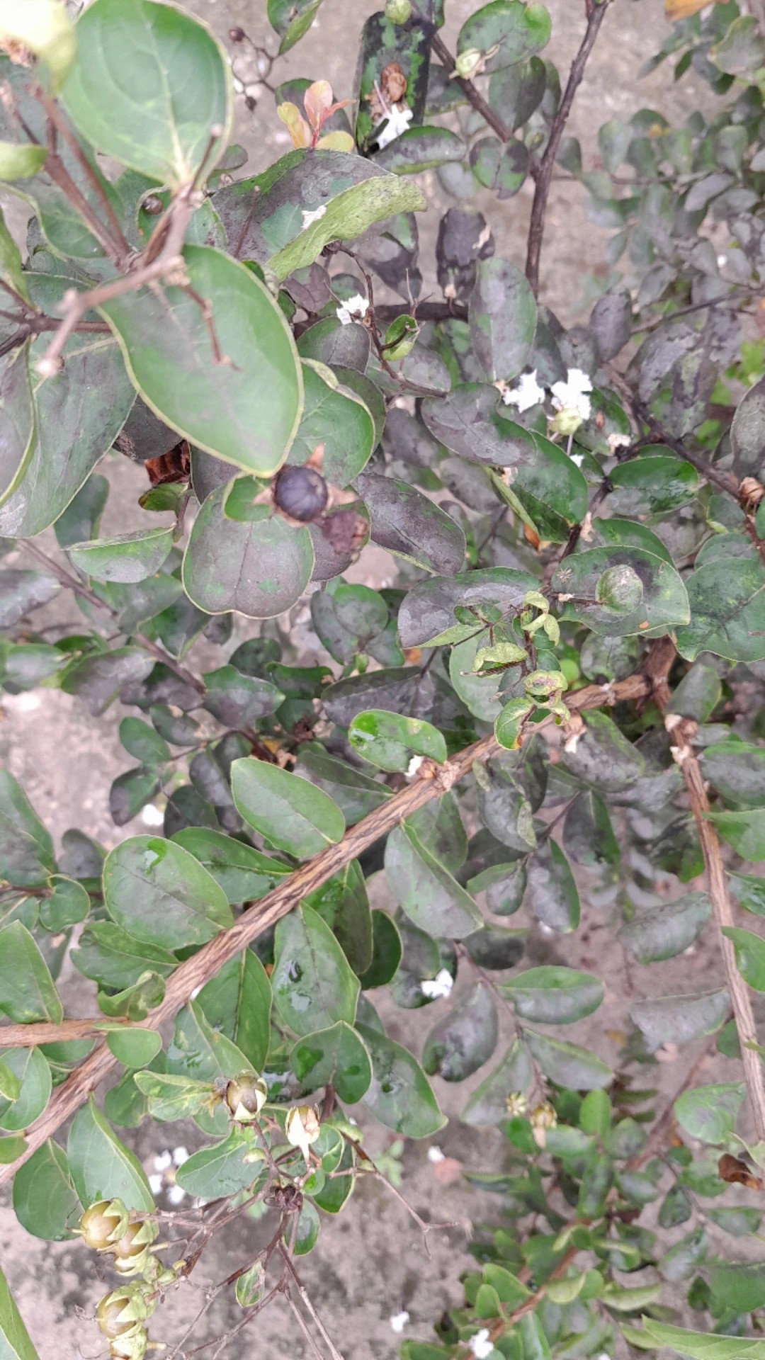 How to Treat Sooty mold Disease on Crepe myrtle?