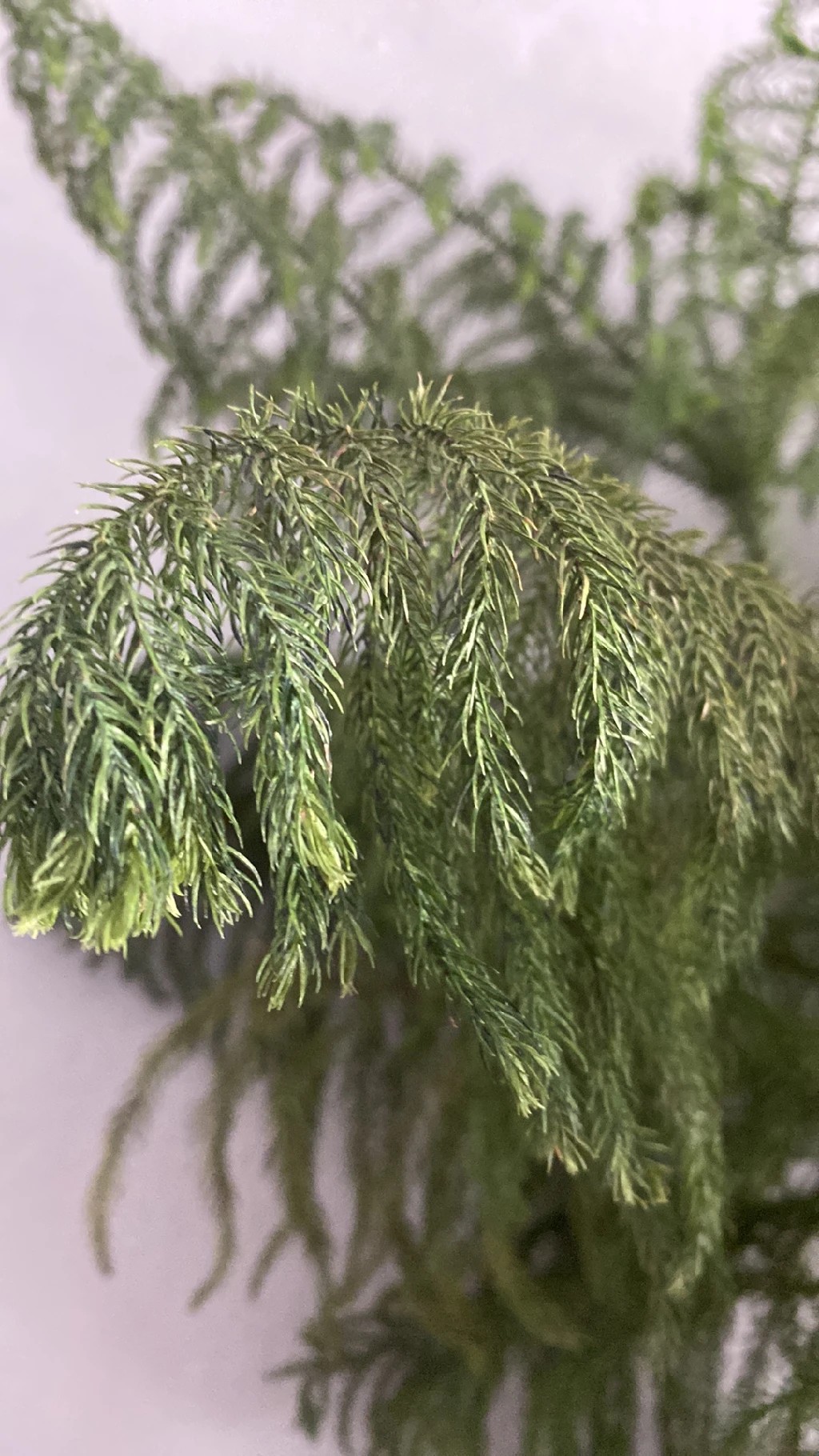 How to Treat Dieback Disease on Japanese red cedar?