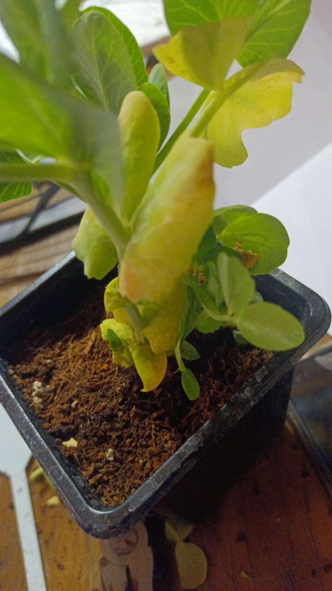 How to Treat Leaf rot Disease on Garden pea?