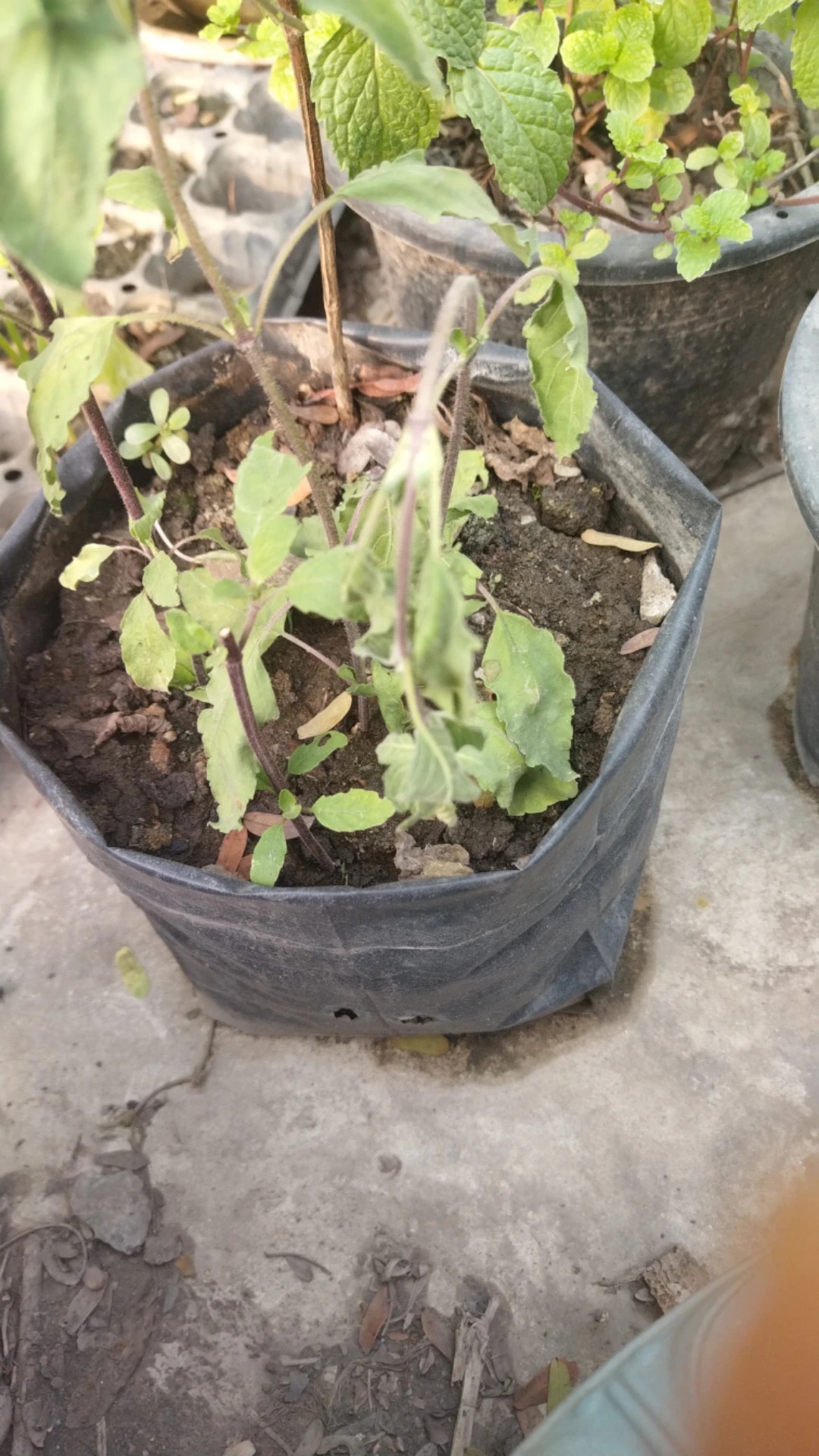 How to Treat Wilting Disease on Holy basil?