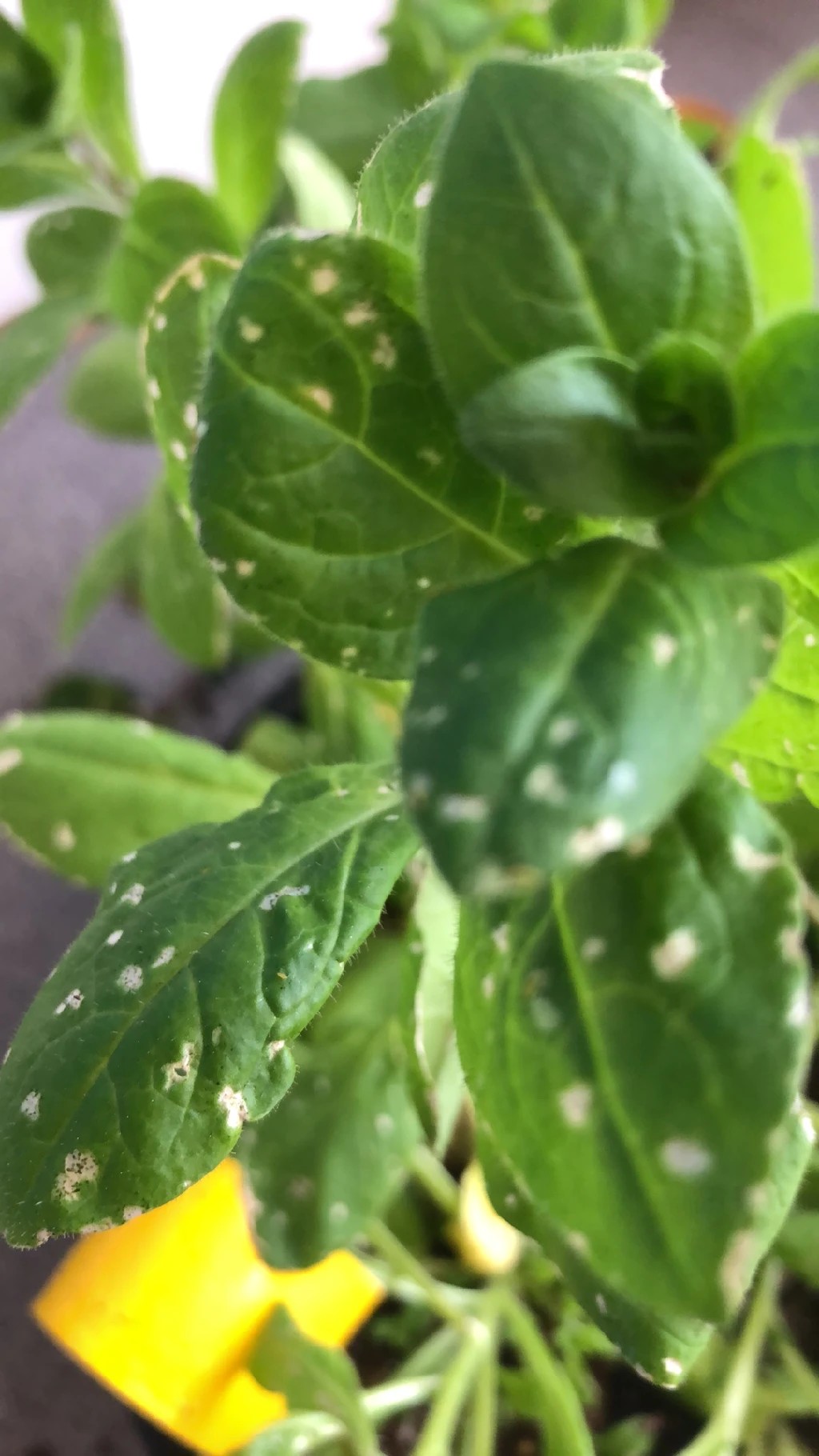 How to Treat Thrips Disease on Garden petunia?