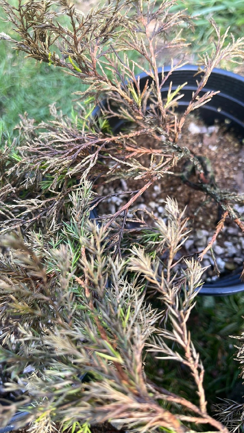 Como Tratar Secura das pontas em Cedro-vermelho?